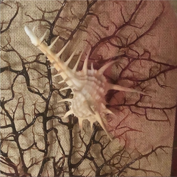 Art | New Black Sea Fan Spike Seashells River Rock Shadow Box Art ...